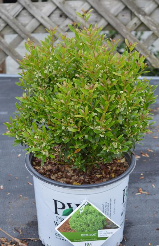 Groff's Plant Farm - Ilex Gem Box Pw 3 Gal