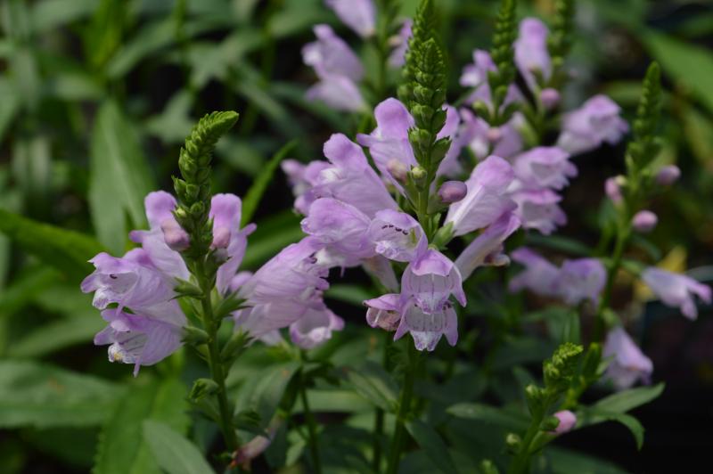 Groff's Plant Farm - Physostegia Virginia Pink Manners