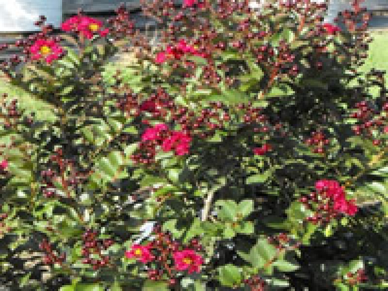 Groff's Plant Farm - Lagerstroemia Double Feature 2 Gal