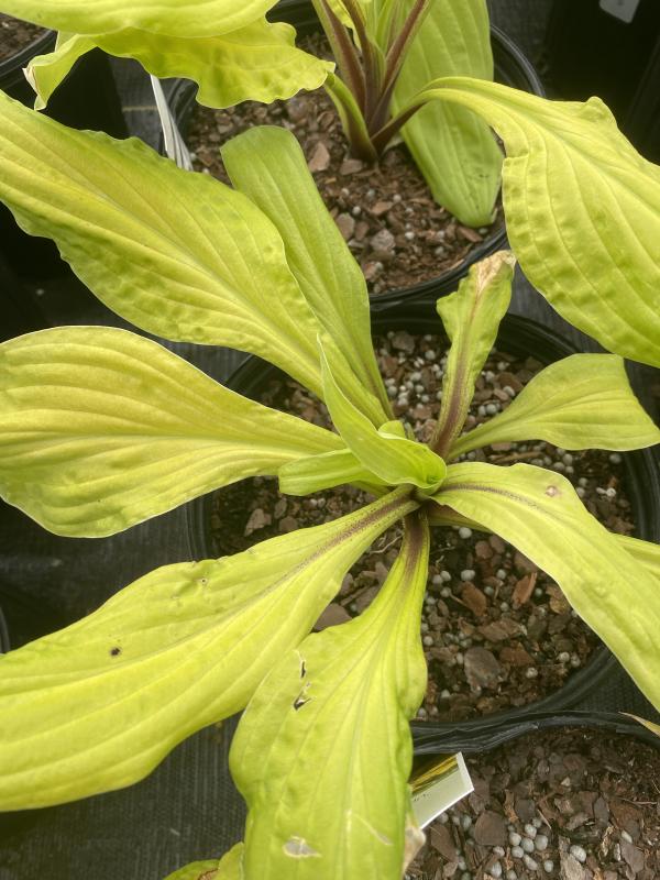 Groff's Plant Farm - Hosta Lipstick Blonde