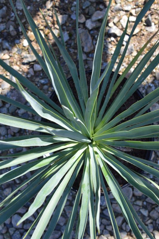 Groff's Plant Farm - Yucca Blue Sentry (2Gal)