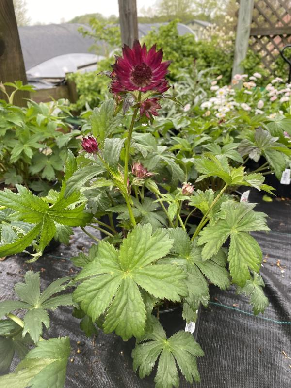 Groff's Plant Farm - Astrantia Major Ruby Cloud Red