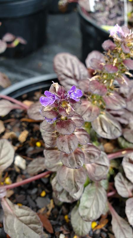 Groff's Plant Farm - Ajuga Feathered Friends Fierce Falcon