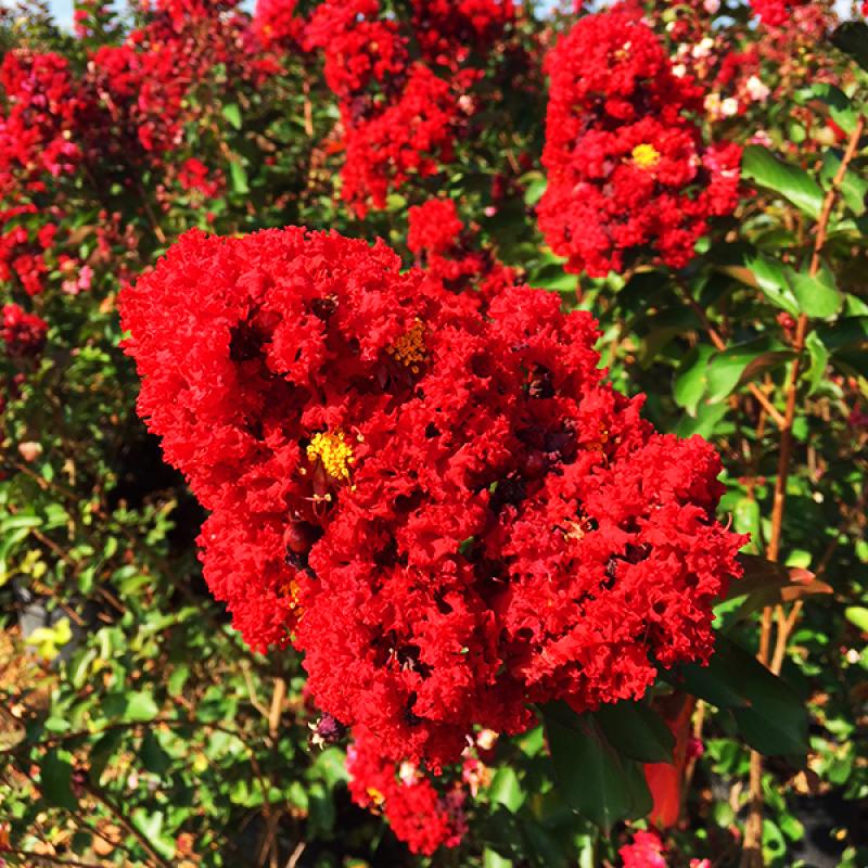 Groff's Plant Farm - Lagerstroemia Ruffled Red Magic