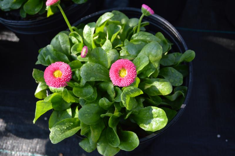 Groff's Plant Farm - Bellis Perennis Speedstar Rose
