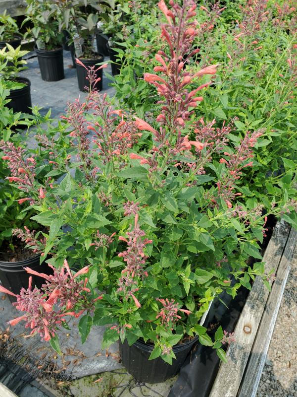 Groff's Plant Farm - Agastache Sunrise Red