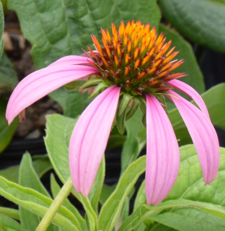Groff's Plant Farm - Echinacea Purpurea Prairie Splendor