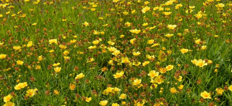 Groff's Plant Farm - Coreopsis Limoncello Golden